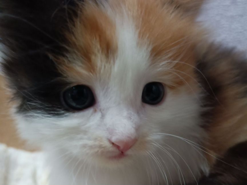 Кошка