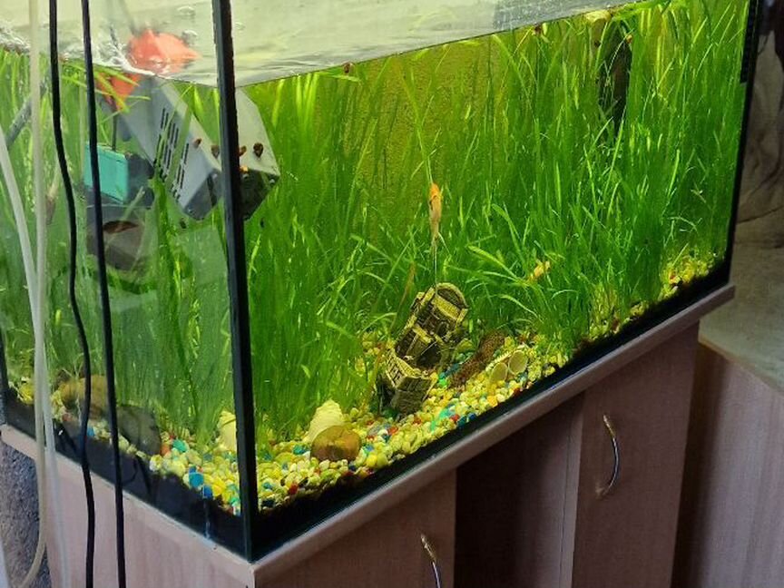 Продажа аквариумов с рыбками
