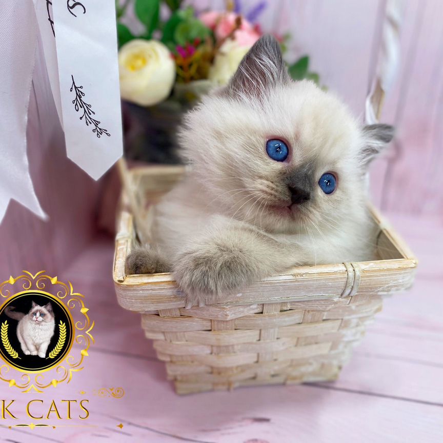 Рэгдоллы шоу класса в разведение