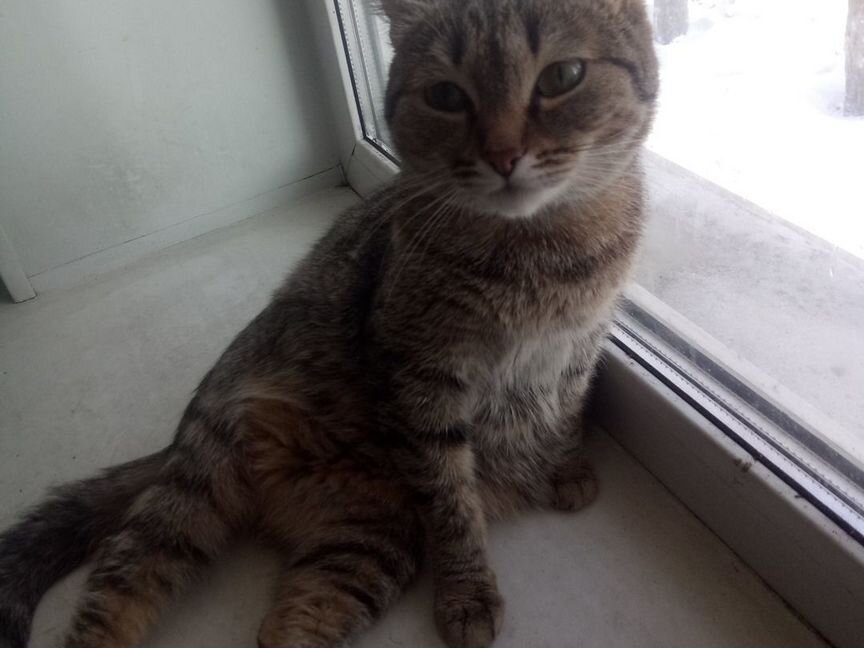 Отдам на передержку кота и кошку, временно