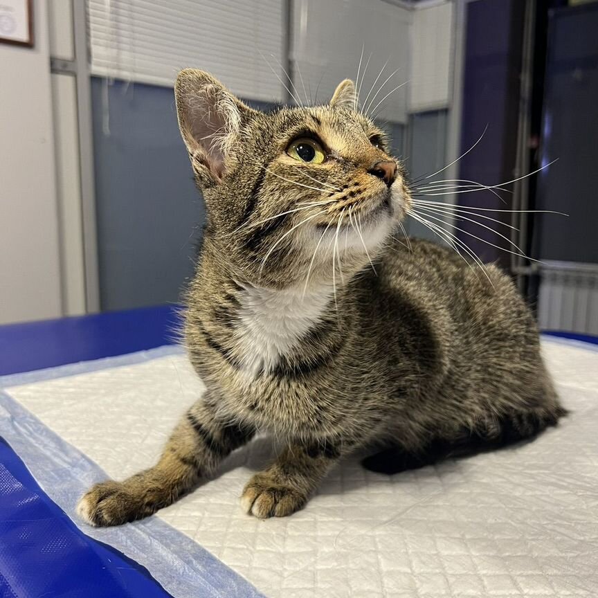 Кошка в добрые руки