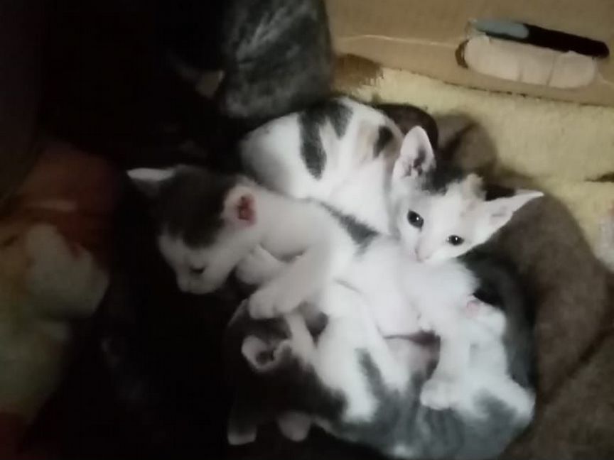 Домашние животные котята