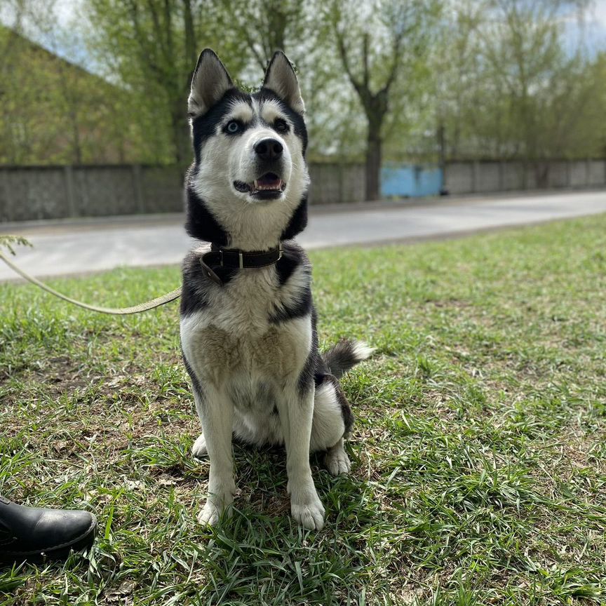 Собака хаски в добрые руки