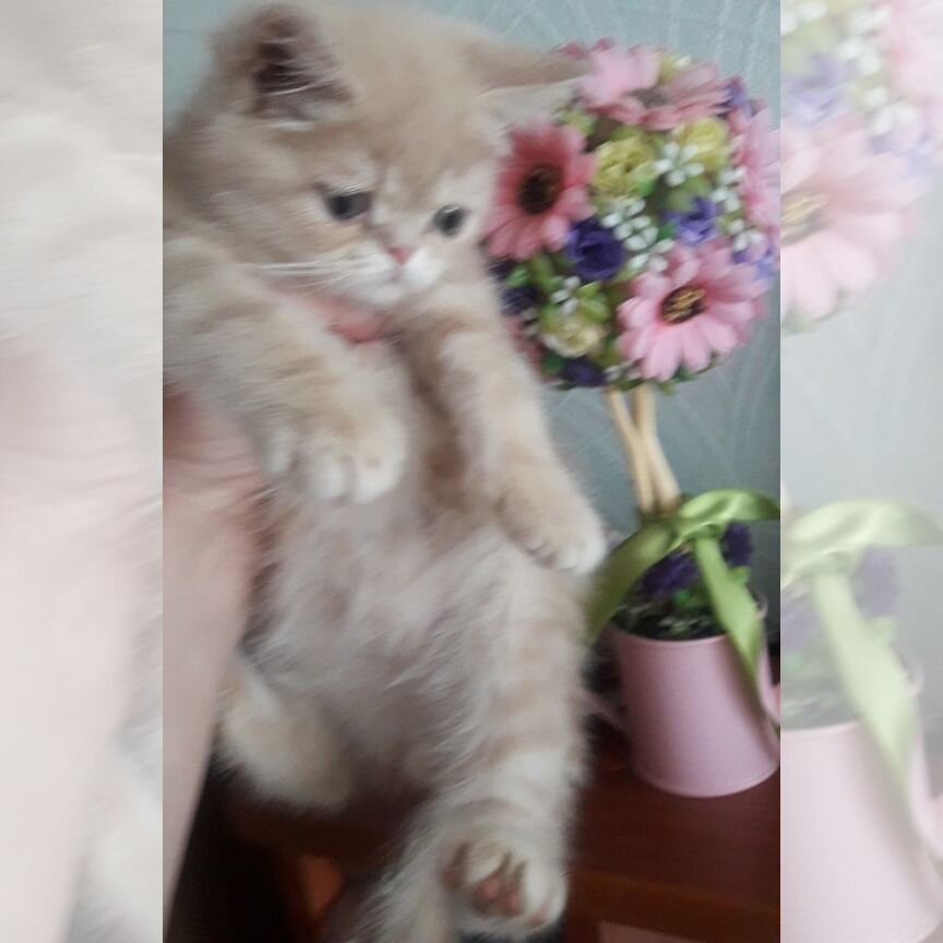 Самые ласковые И милые котята В мире экзоты мальчи