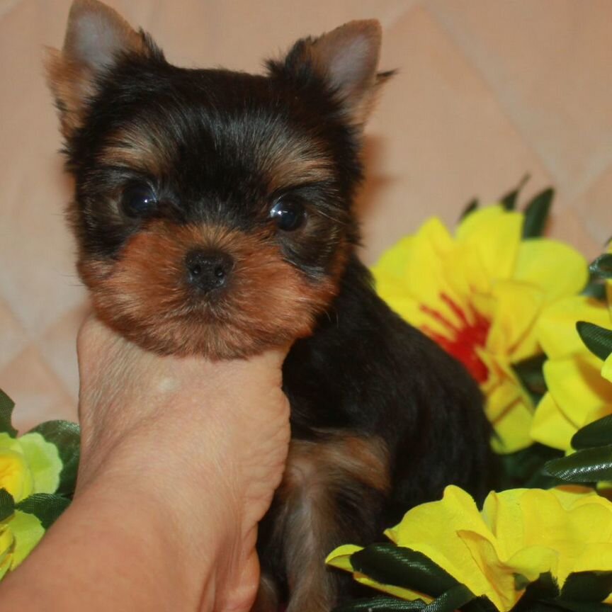 Йоркширский терьер, щенок