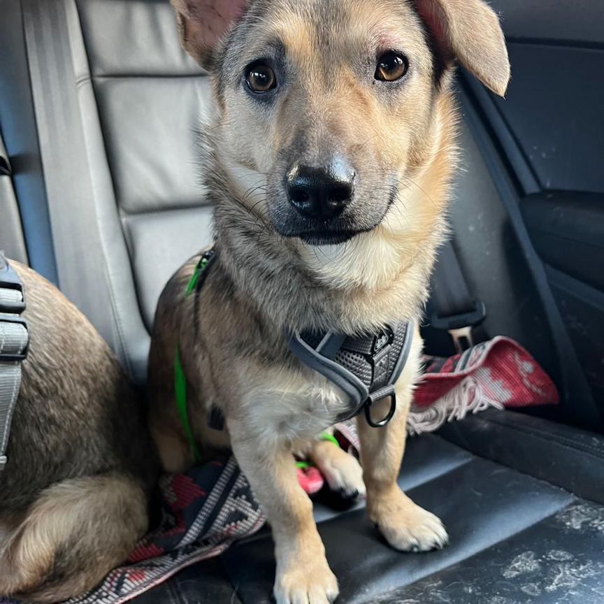 Карманная овчарка