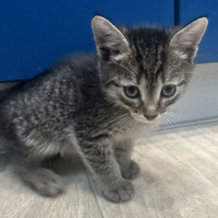 Котенок мальчик