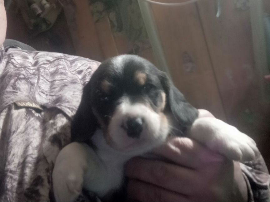 Щенки эстонских гончих