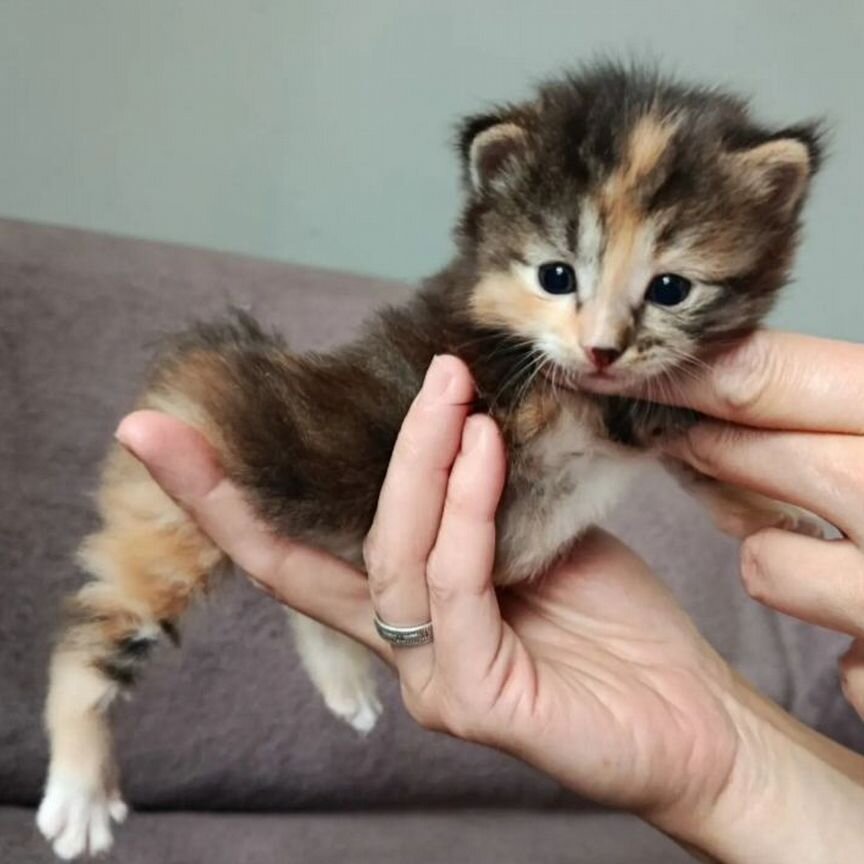 Курильский бобтейл длинношёрстный котёнок