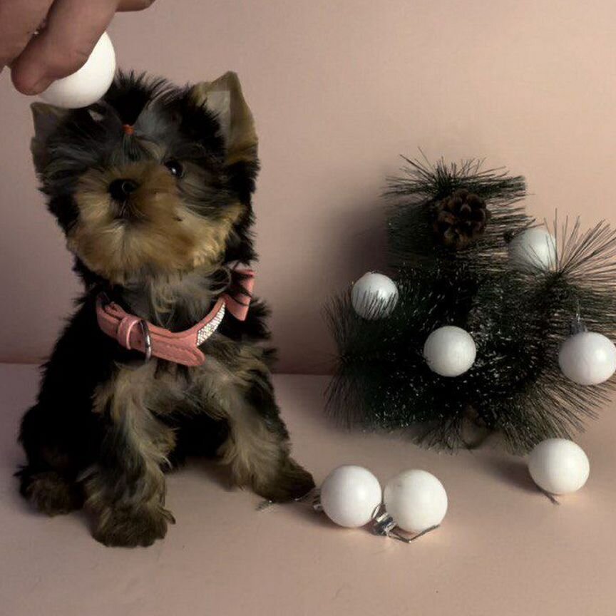 Йоркширский терьер, щенок