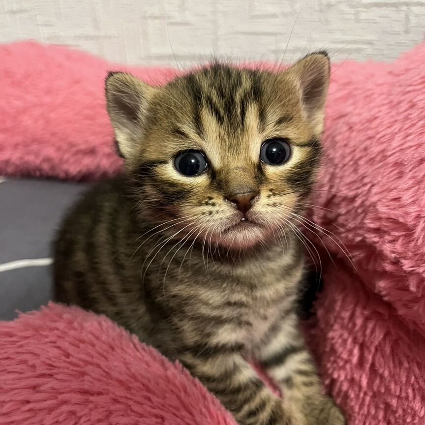 Котята полосатые