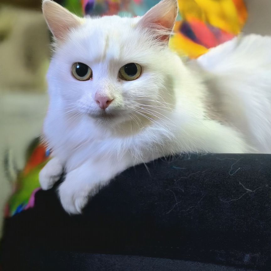 Взрослая, Девочка кошка в добрые руки