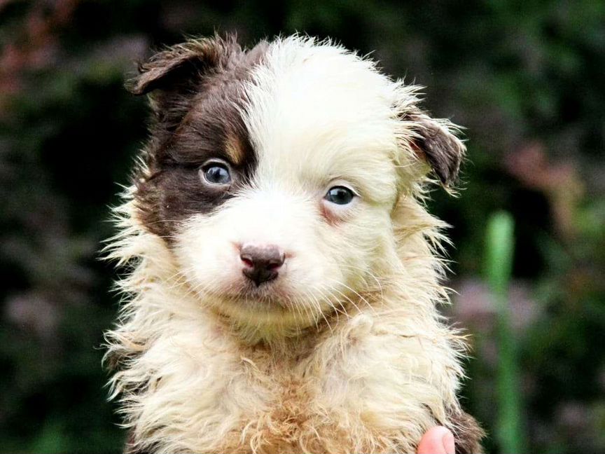 Щенки пастушбей собаки, австралийской овчарки