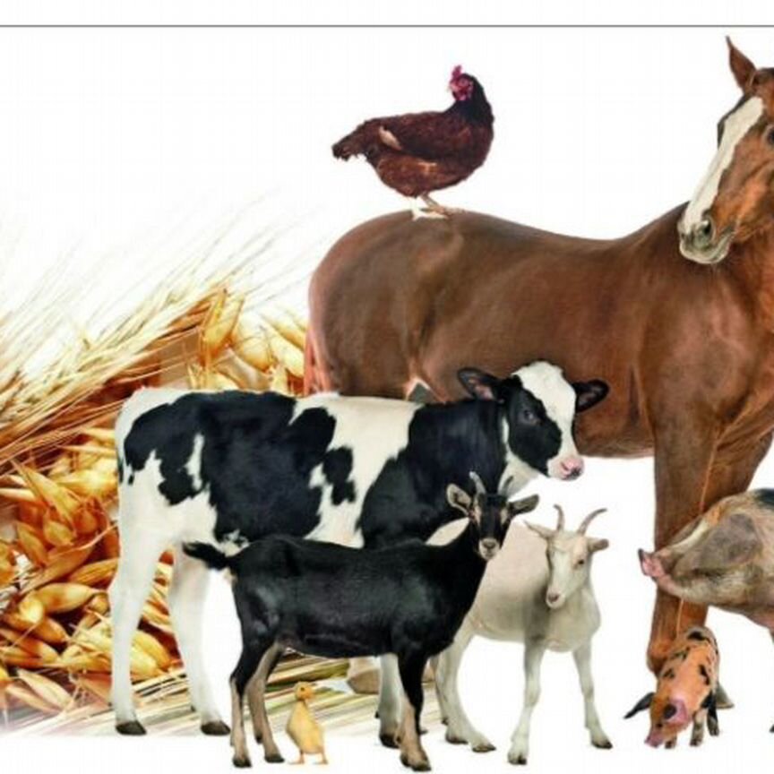 Хлеб и овощи для животных