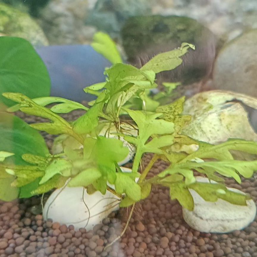 Папоротник аквариумный ростки