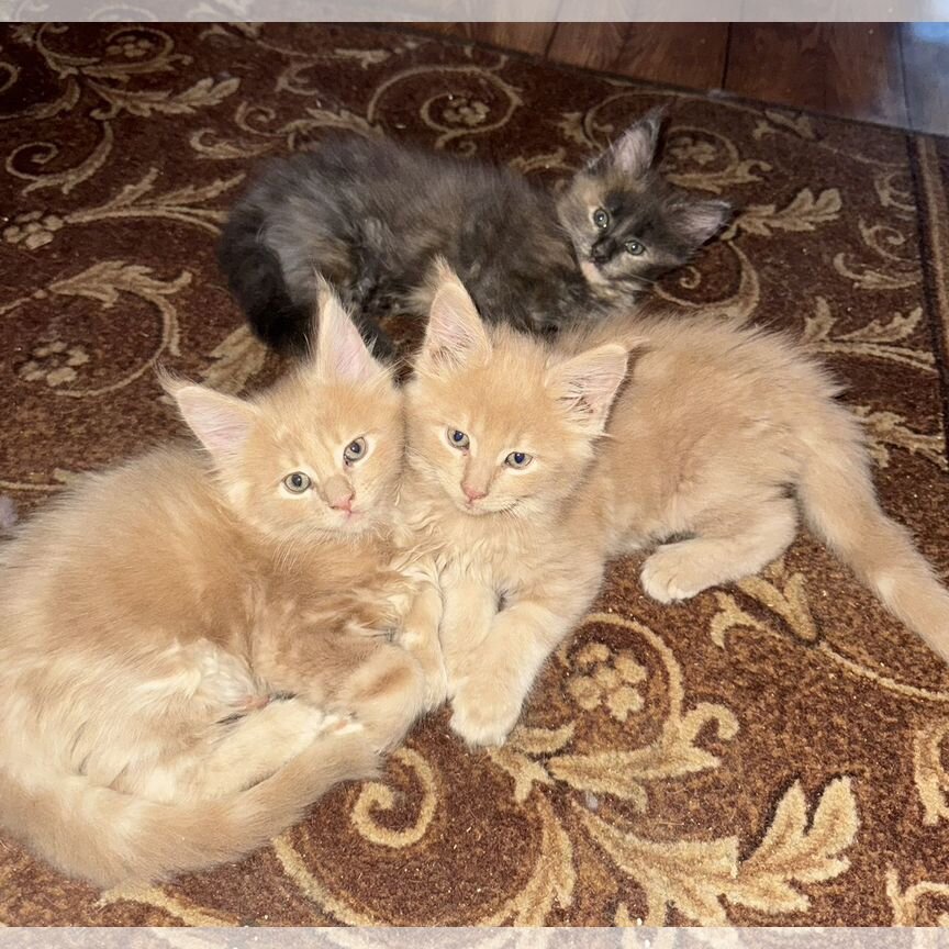 Мейн-кун котёнок