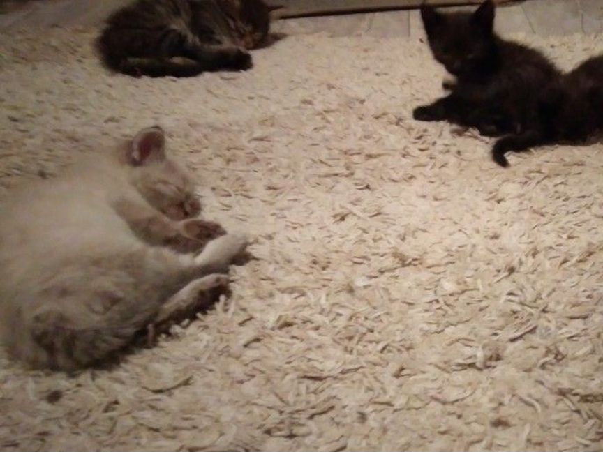 Котята в добрые руки