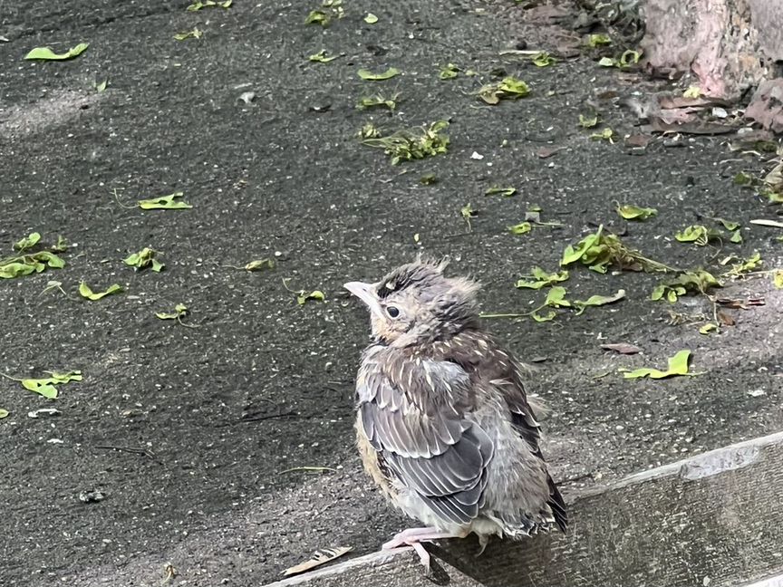 Птенец дрозда