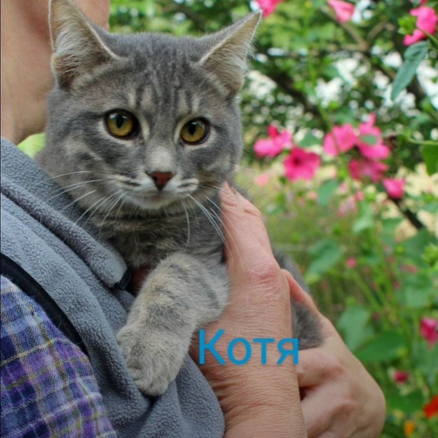 Взрослый кот в добрые руки