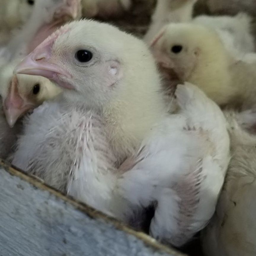 Цыплята бройлера подрощенные и суточные