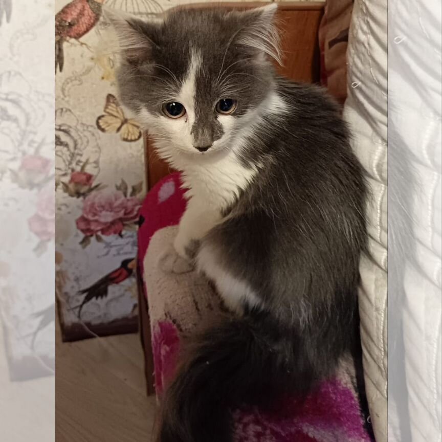 Котёнок в добрые руки