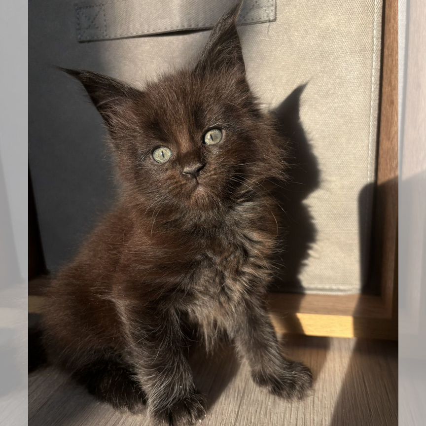 Мейн-кун котёнок