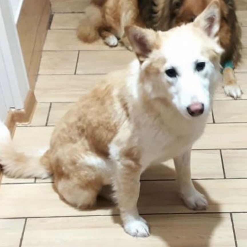 Собака в добрые руки