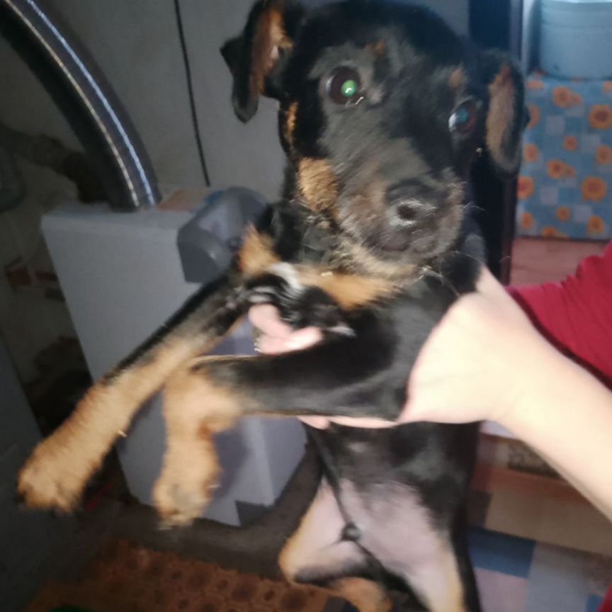 Немецкий охотничий терьер, щенок