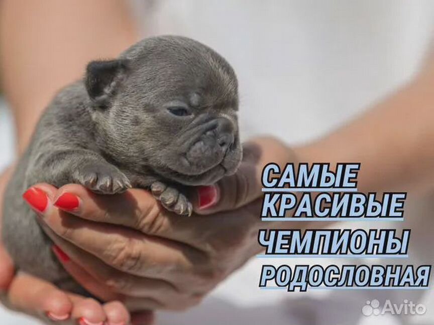 Французский бульдог голубой