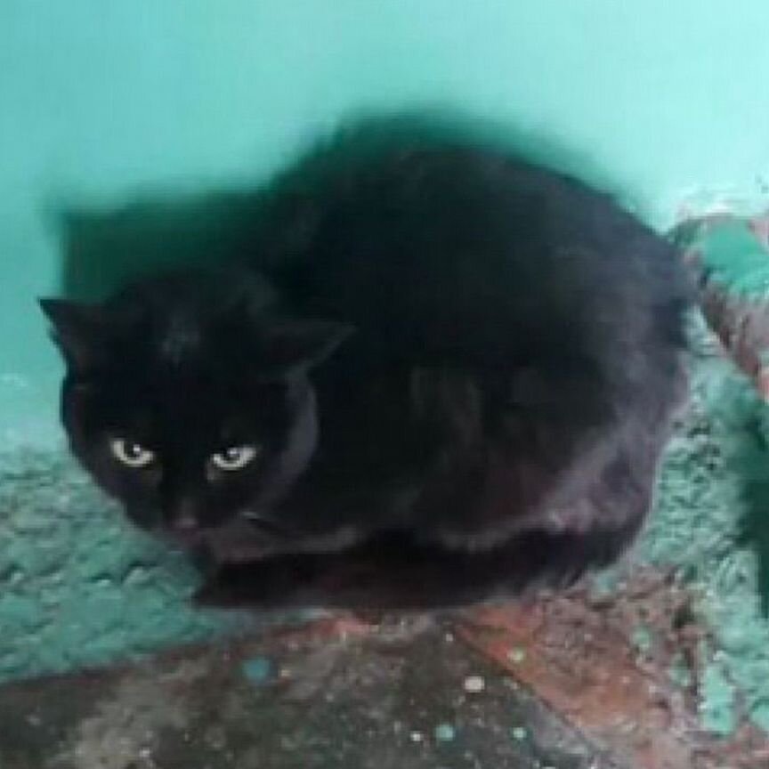 Взрослая, кошка в добрые руки