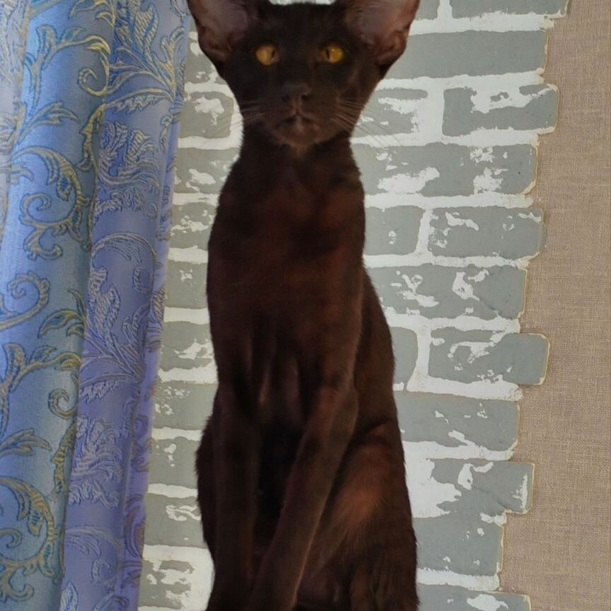 Ориентальная девочка, вязка