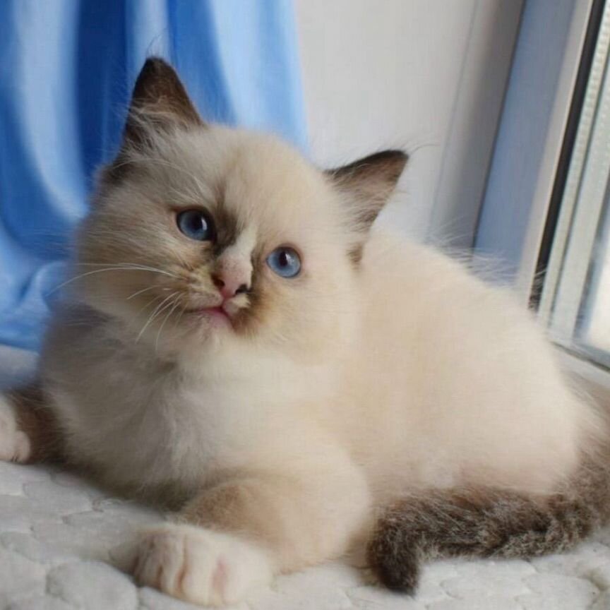 Рэгдолл котёнок