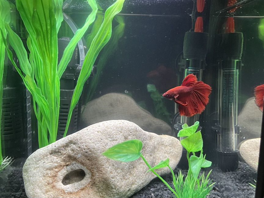 Аквариум с рыбкой