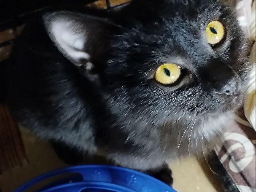 Котенок черный с белыми пятнышками