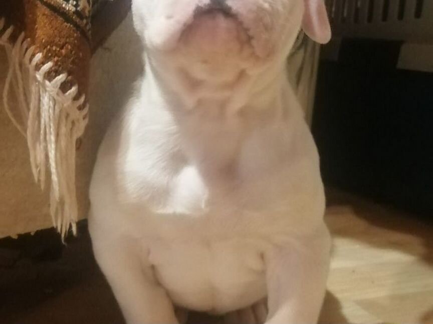 Американский бульдог