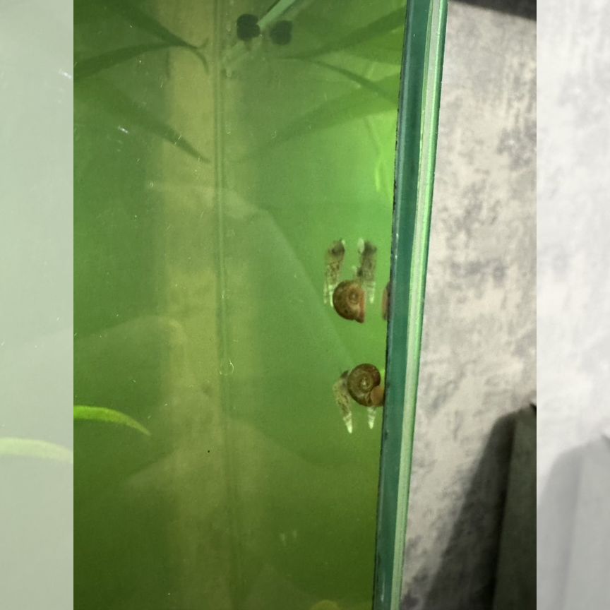 Улитки ампулярии и мелании