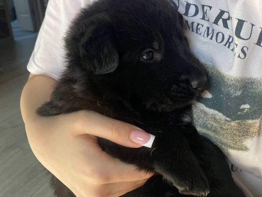 Щенки немецкой овчарки