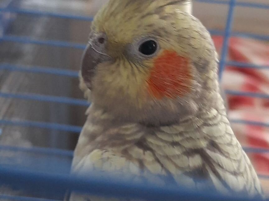 Попугай корелла ручной