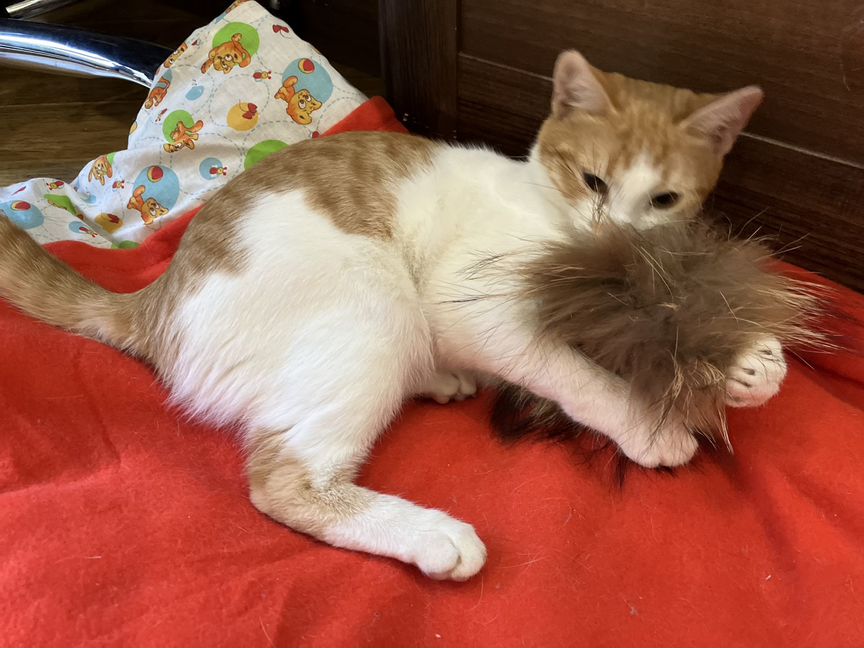 Котенок (девочка) в добрые ручки