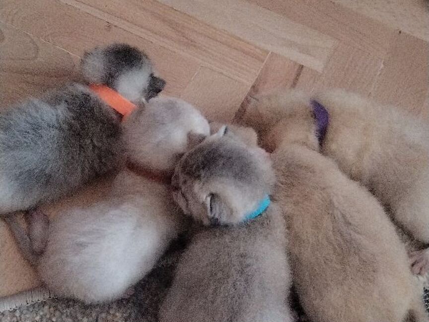 Предлагаются котята для брони