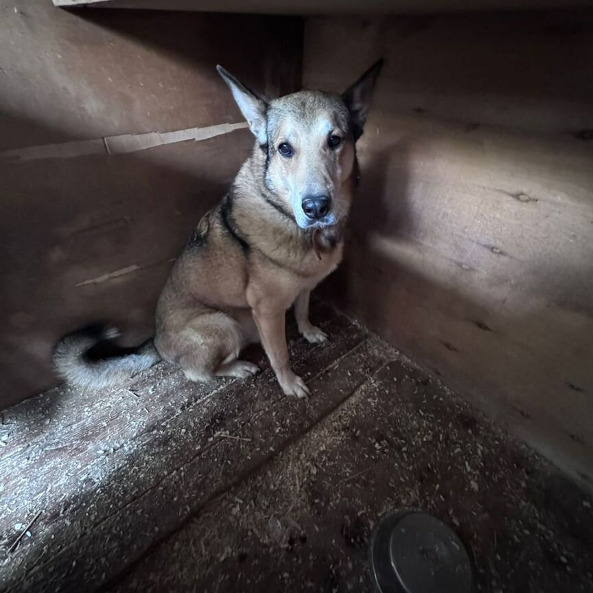 Хьюго в добрые руки