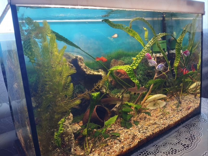 Аквариум со всем содержимым