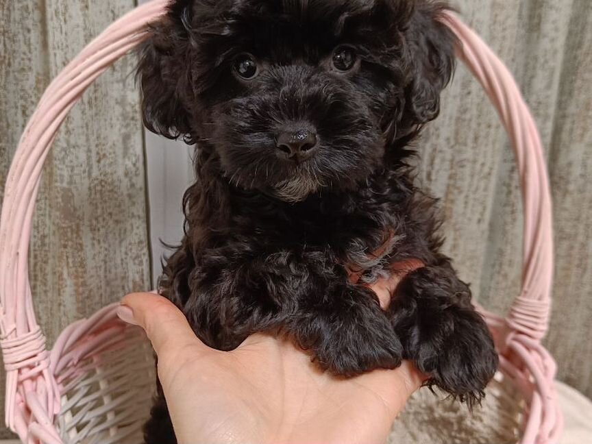 Щенки мальтипу f1