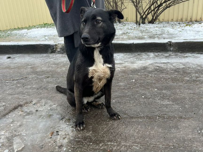 Собака в добрые руки отдам бесплатно