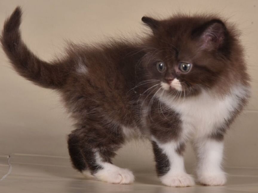 Британский красавчик