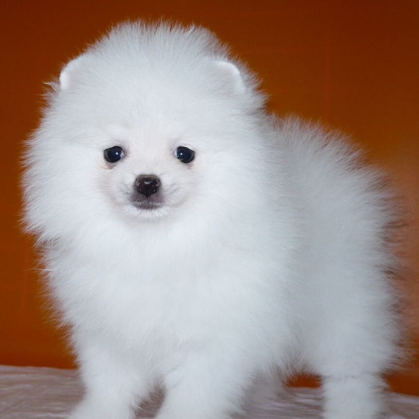 Барселона белая помераночка