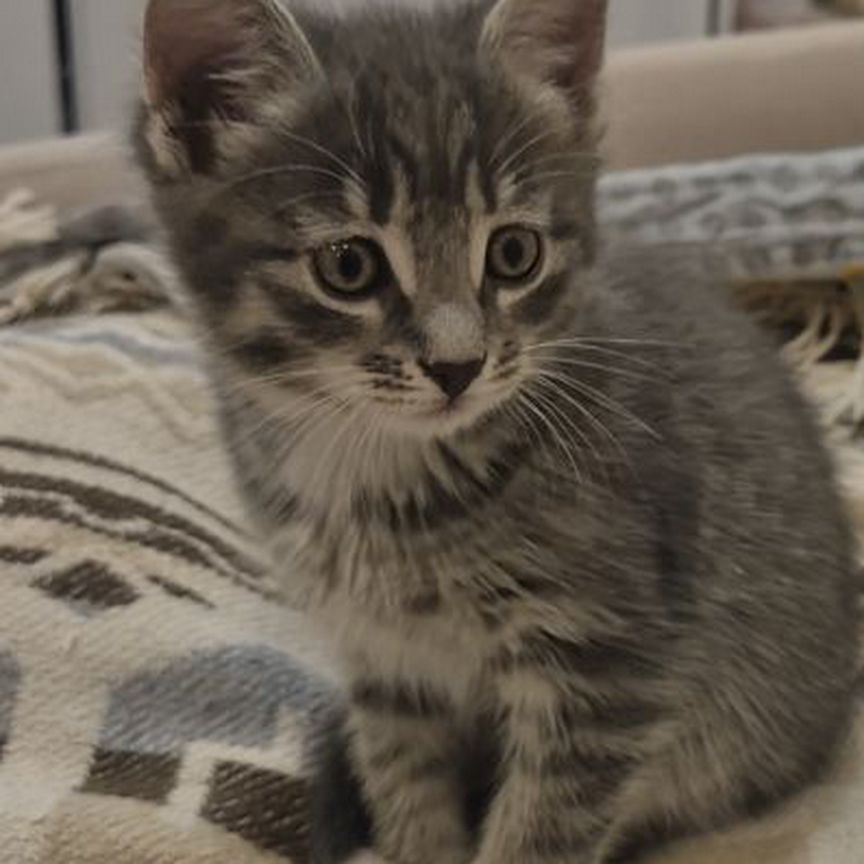 Котенок в добрые руки