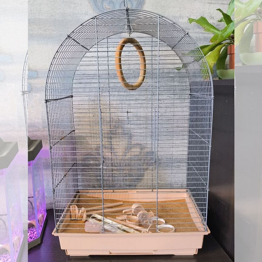 Попугай клетка