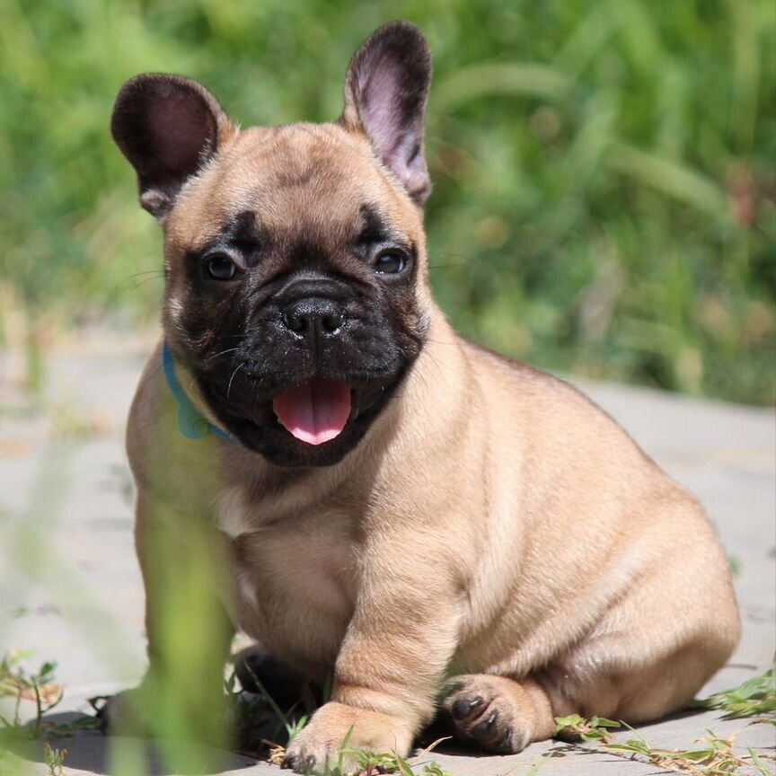 Французский бульдог щенки