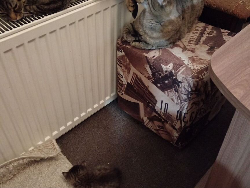 Котёнок в добрые руки